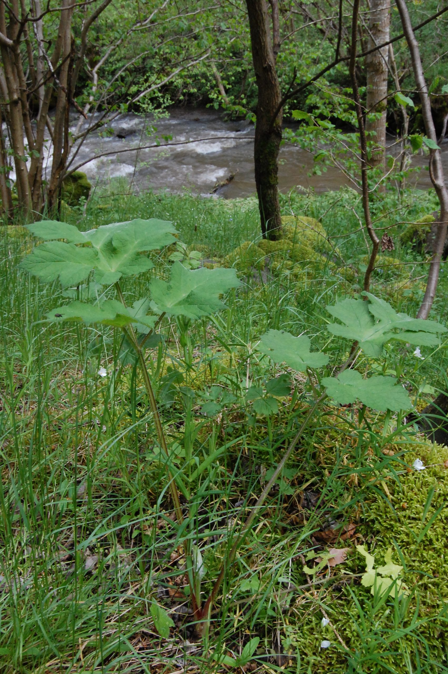 PLANTE SAUVAGE : Reconnaitre, utiliser et cuisiner La Berce spondyle ...