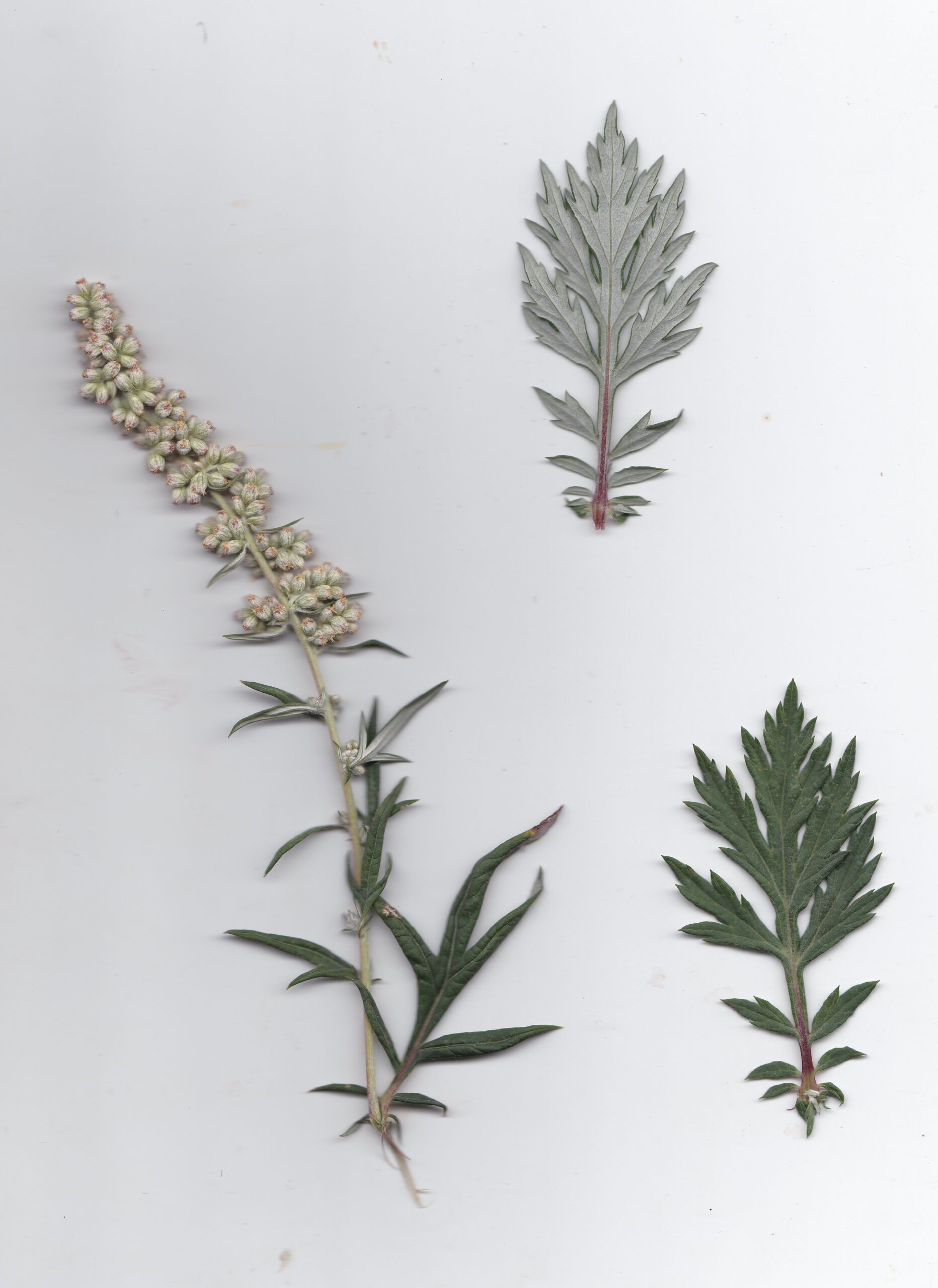 L’ARMOISE commune, l'Herbe des Femmes - Strada