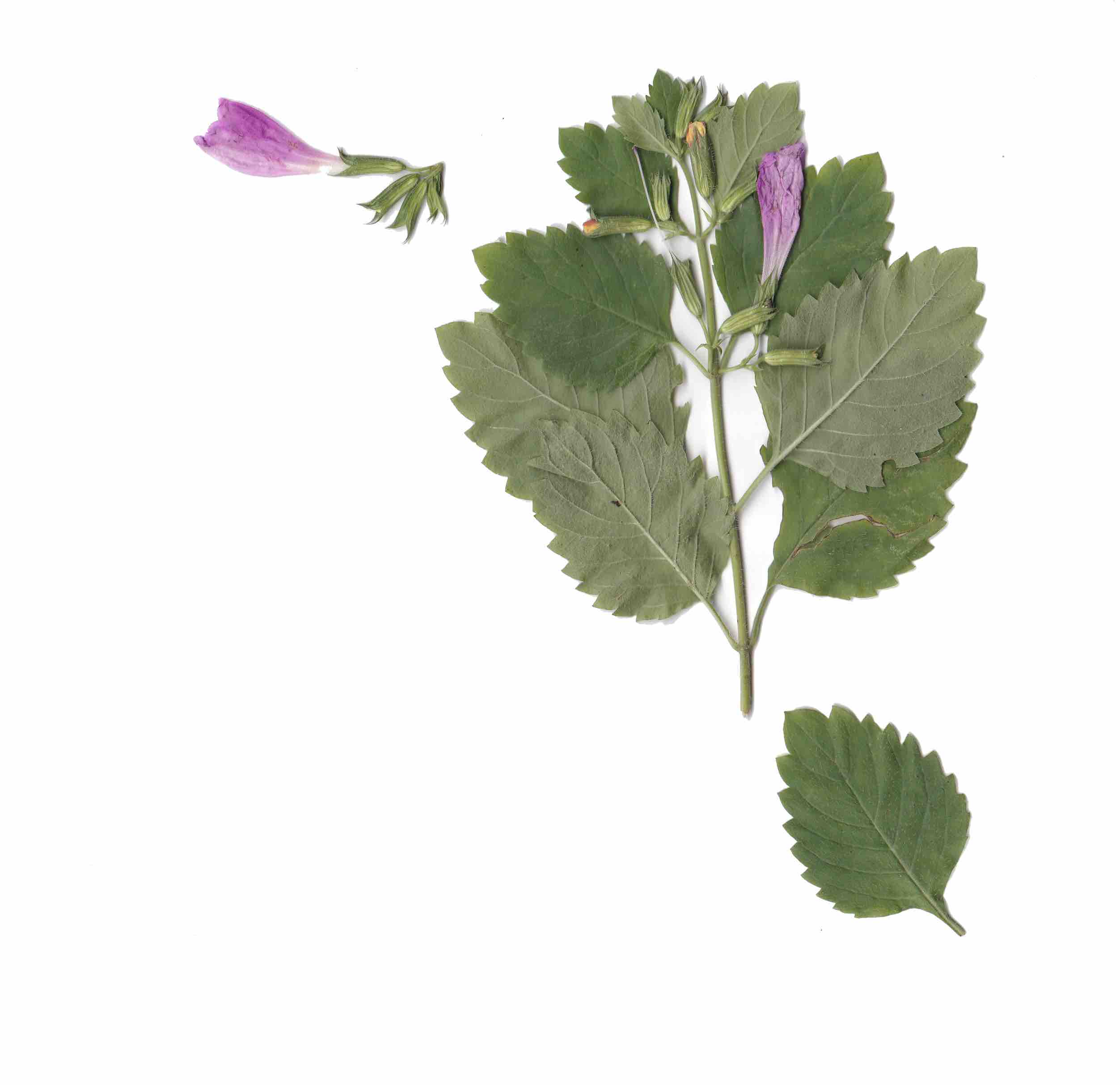 Le Calament à grande fleur - STRADA